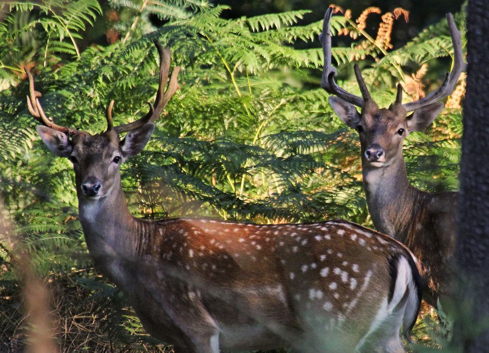 Die Geweihe des Damwildes Foto & Bild | tiere, wildlife, säugetiere ...