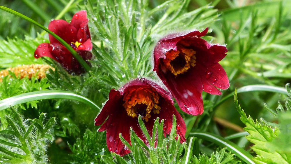 Die Gewöhnliche Kuhschelle, Foto & Bild | pflanzen, pilze & flechten, blüten- & kleinpflanzen ...
