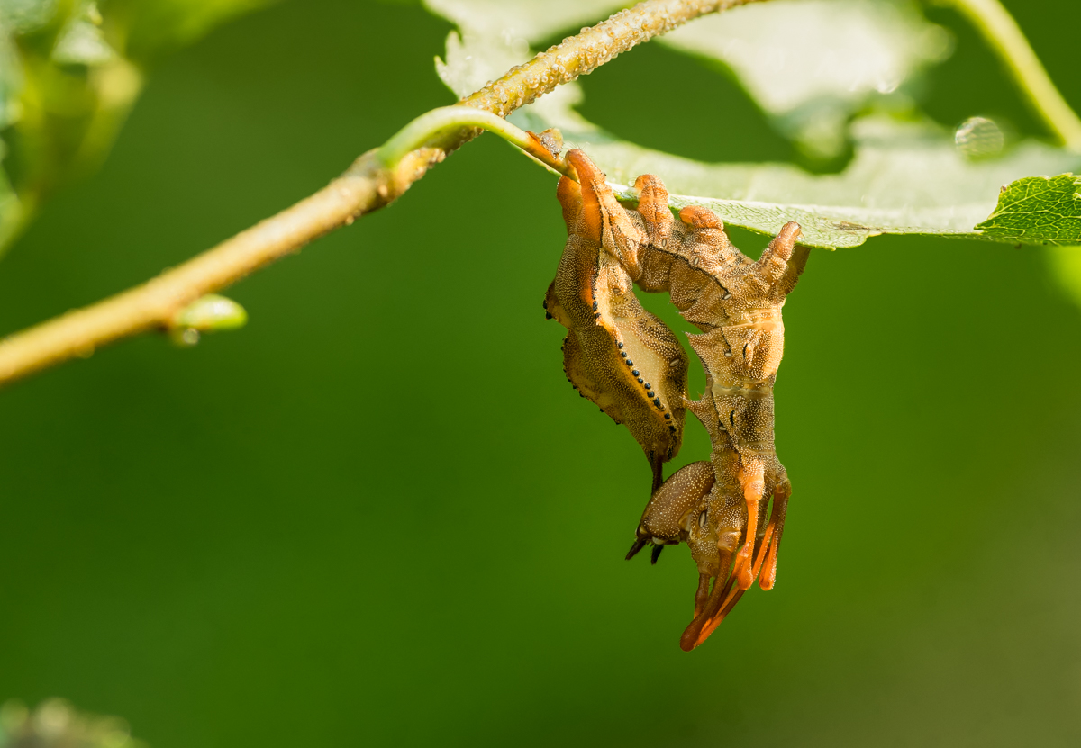 Die gibt es wirklich! Foto & Bild | tiere, wildlife, insekten Bilder ... Die gibt es wirklich! Foto & Bild | tiere, wildlife, insekten Bilder ...