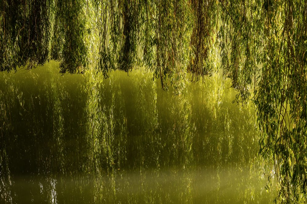 die glückliche Trauerweide Foto & Bild | spezial, wasser, bäume Bilder auf fotocommunity