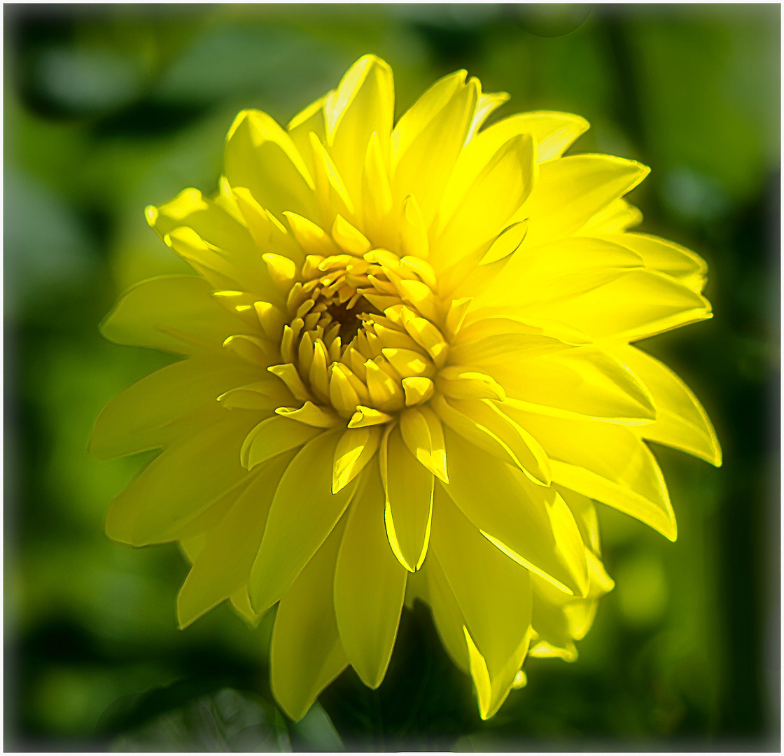 Die goldene Nick ! Foto & Bild | fotos, spezial, makro Bilder auf ...