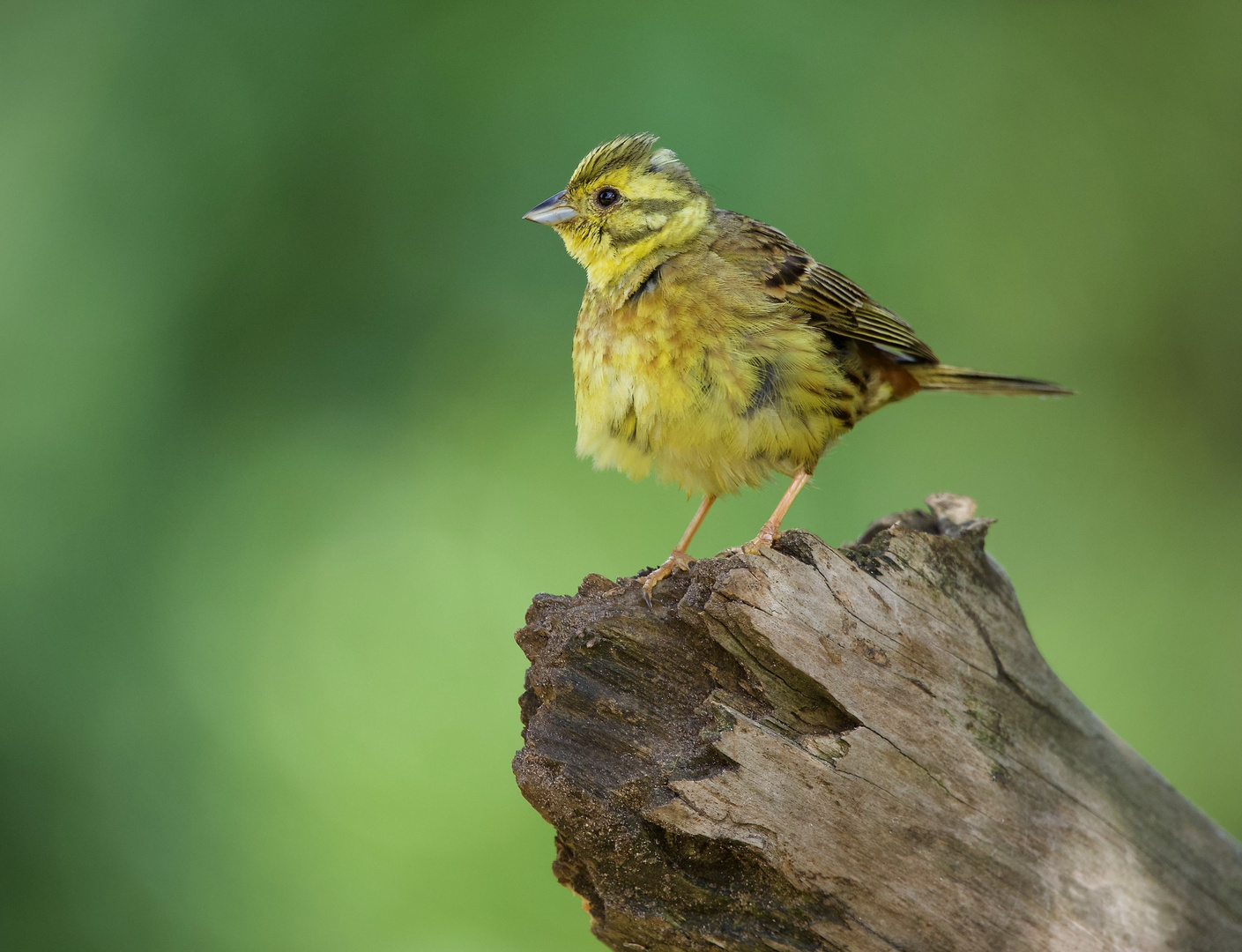 Die goldige Ammer....... Foto & Bild | tiere, wildlife, wild lebende ...