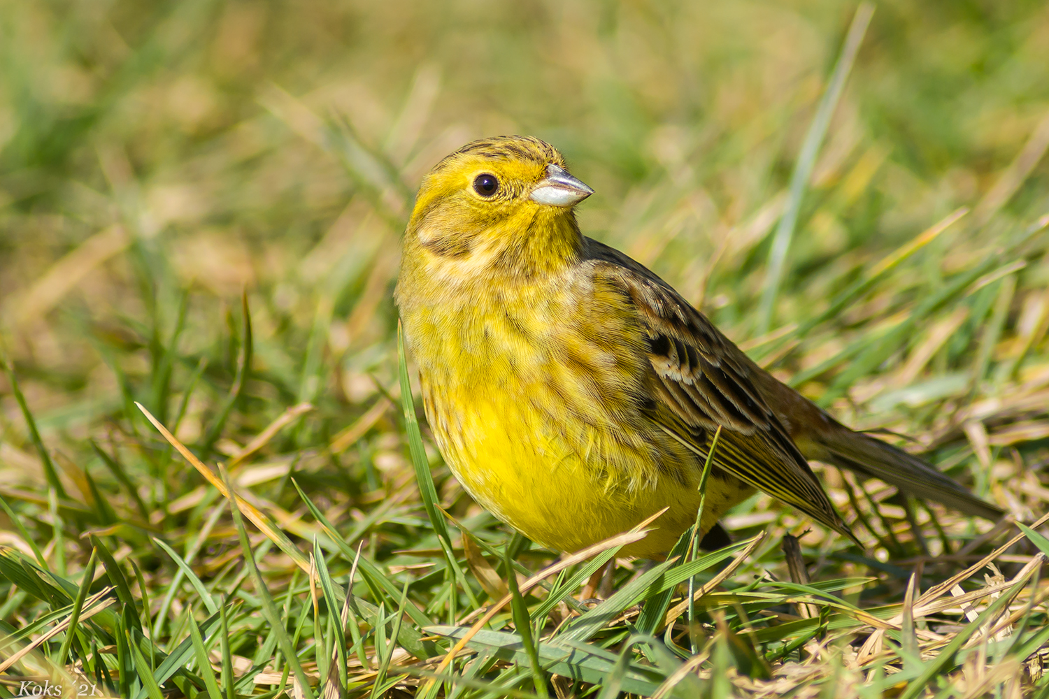 Die Goldige Foto & Bild | tiere, wildlife, wild lebende vögel Bilder ...