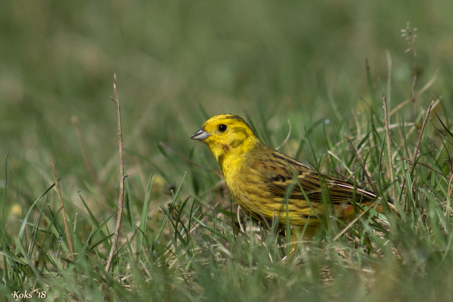 Die Goldige Foto & Bild | natur, tiere, vögel Bilder auf fotocommunity