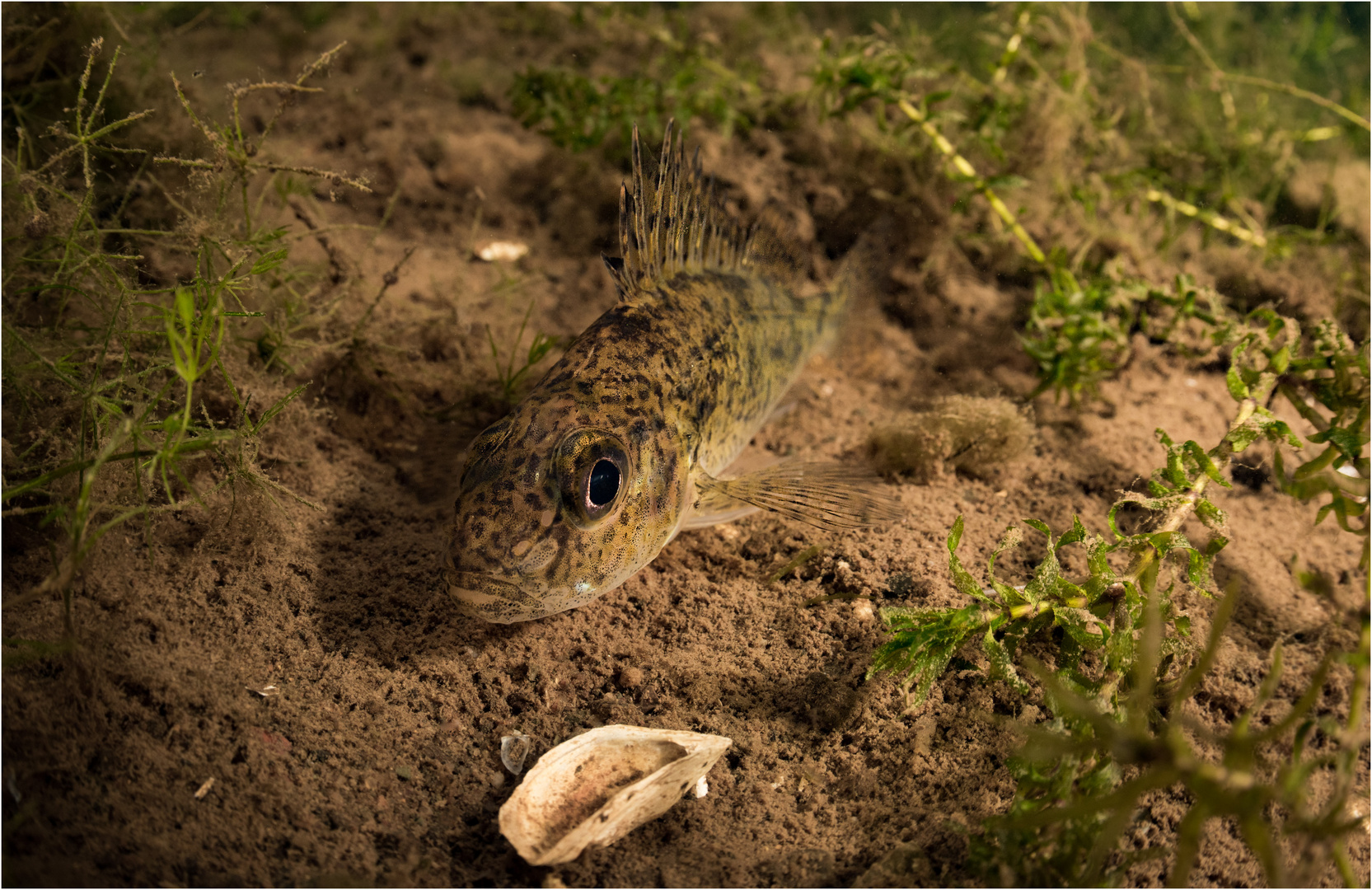 Die graue Maus Foto & Bild | tiere, wildlife, unterwasser Bilder auf ...