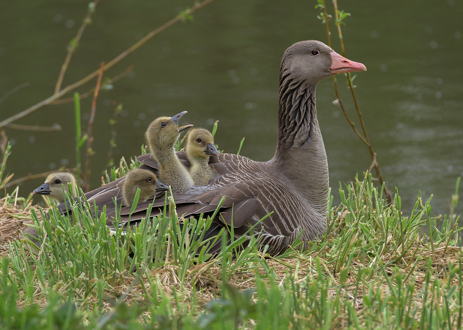 Die Graugans (Anser anser) Foto & Bild | tiere, wildlife, wild lebende ...