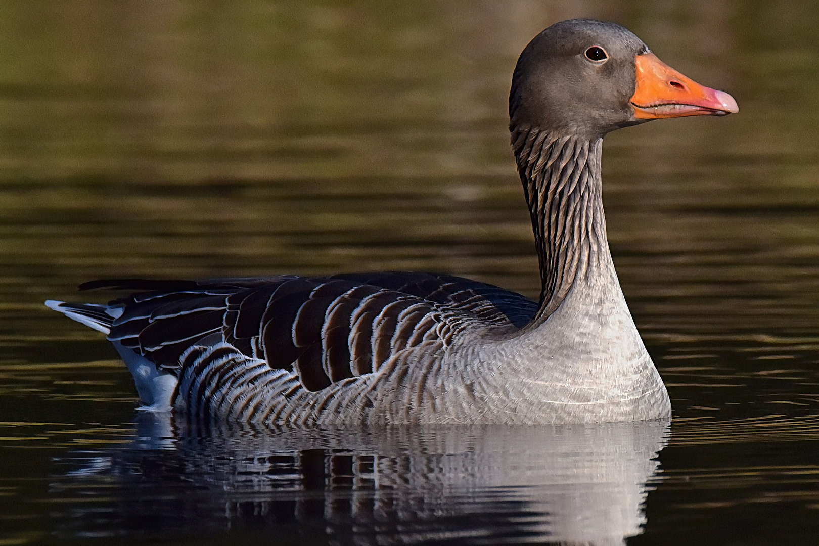 Die Graugans Foto & Bild | tiere, wildlife, wild lebende vögel Bilder ...
