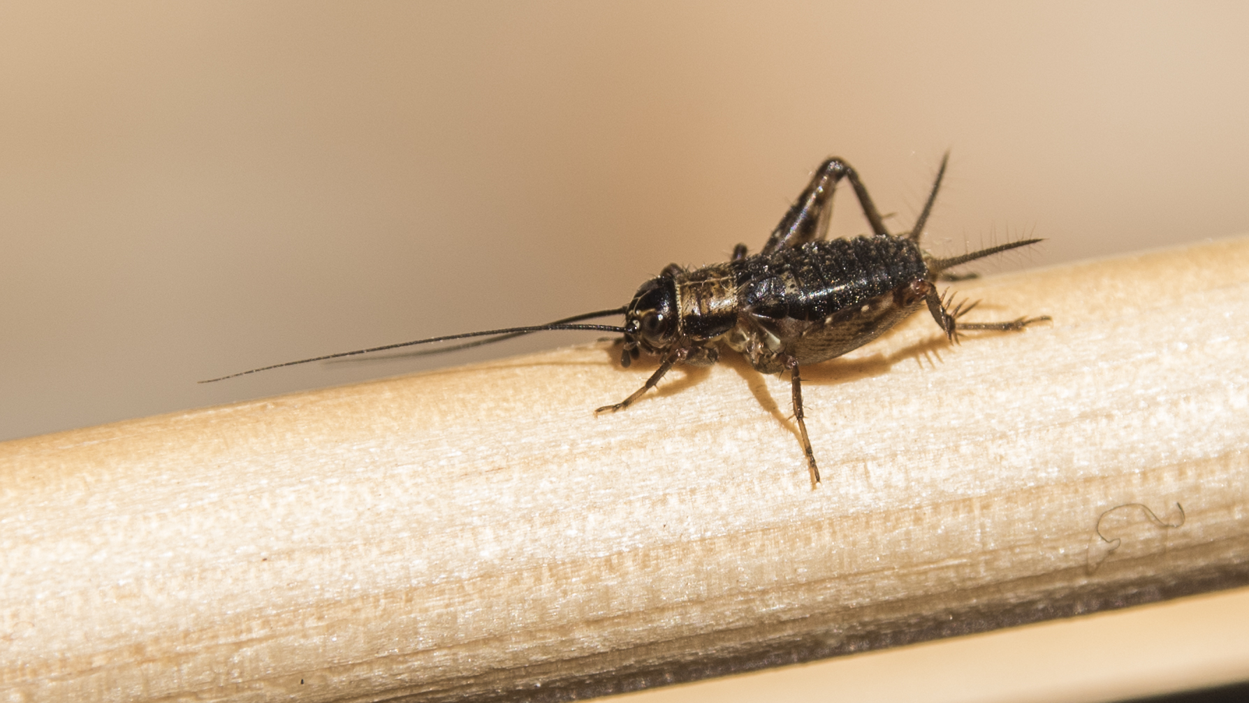 Die Grille Foto & Bild | fotos, natur, insekten Bilder auf fotocommunity