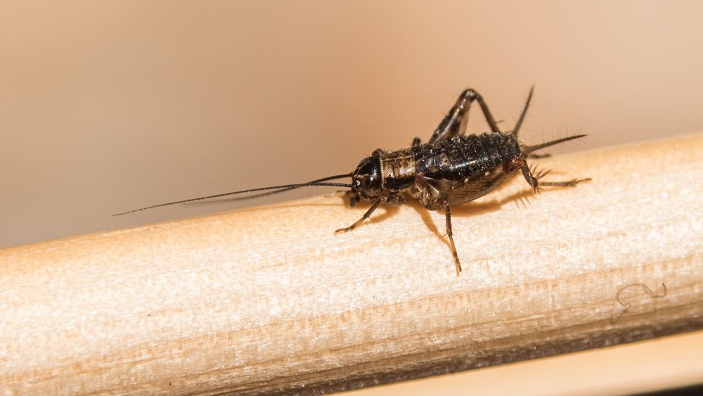 Die Grille Foto & Bild | fotos, natur, insekten Bilder auf fotocommunity