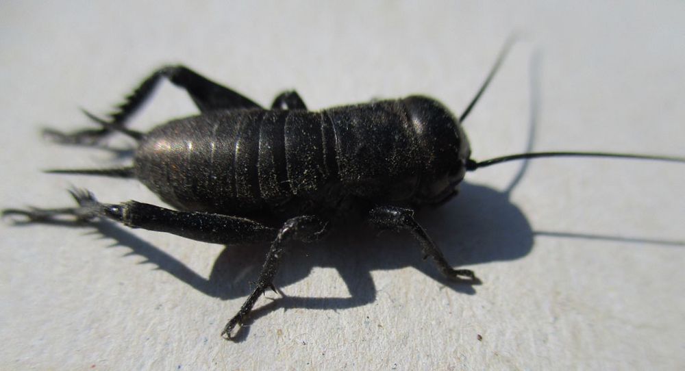 Die Grille Foto & Bild | insekten, natur, tiere Bilder auf fotocommunity