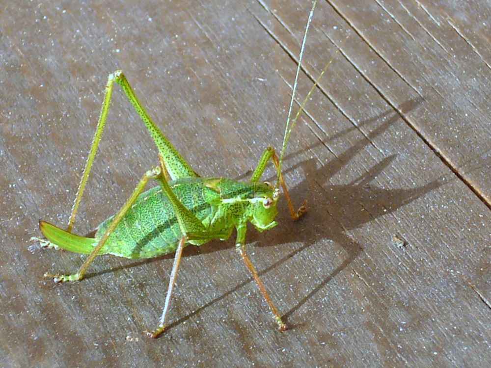 Die Grille Foto & Bild | tiere, natur Bilder auf fotocommunity