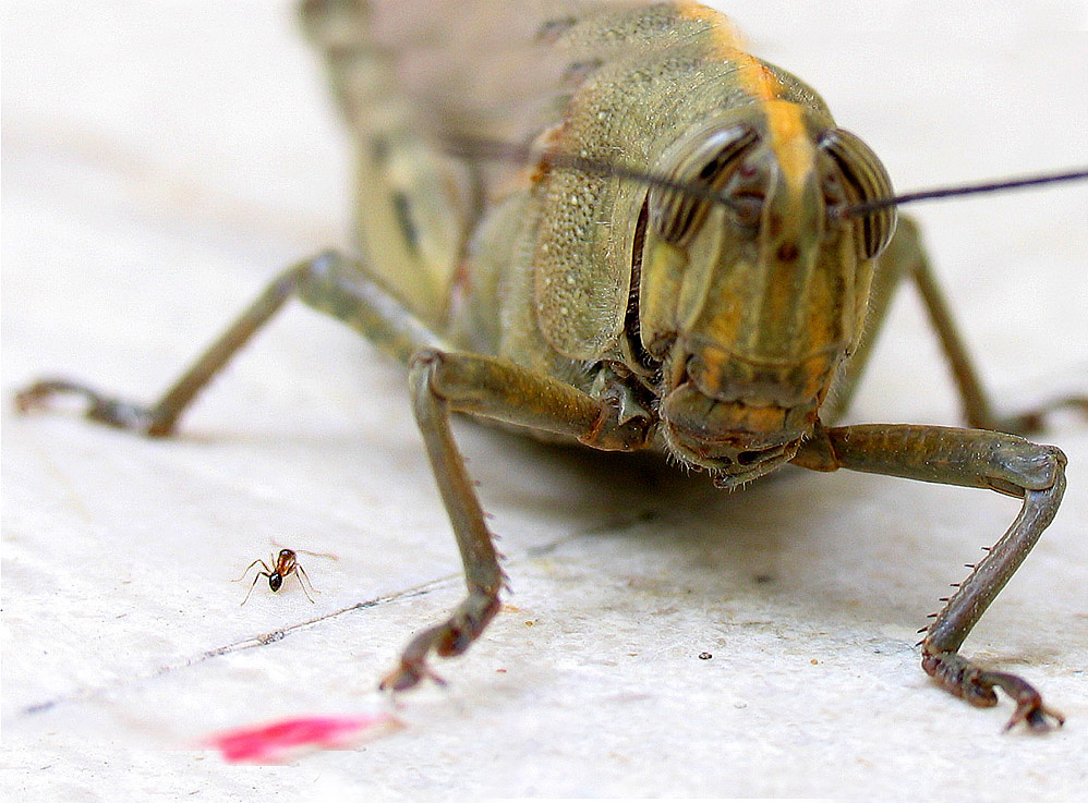 Die Grille und die Ameise (re) Foto & Bild | tiere, wildlife, insekten ...