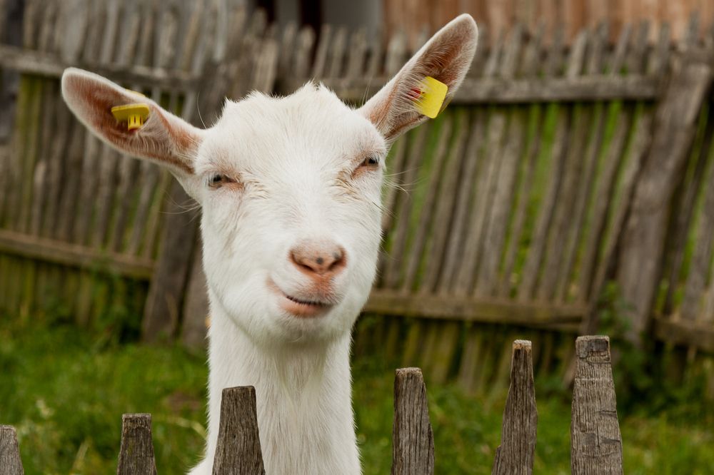 Die Grinse-Ziege Foto & Bild | tiere, haustiere, nutztiere Bilder auf ...
