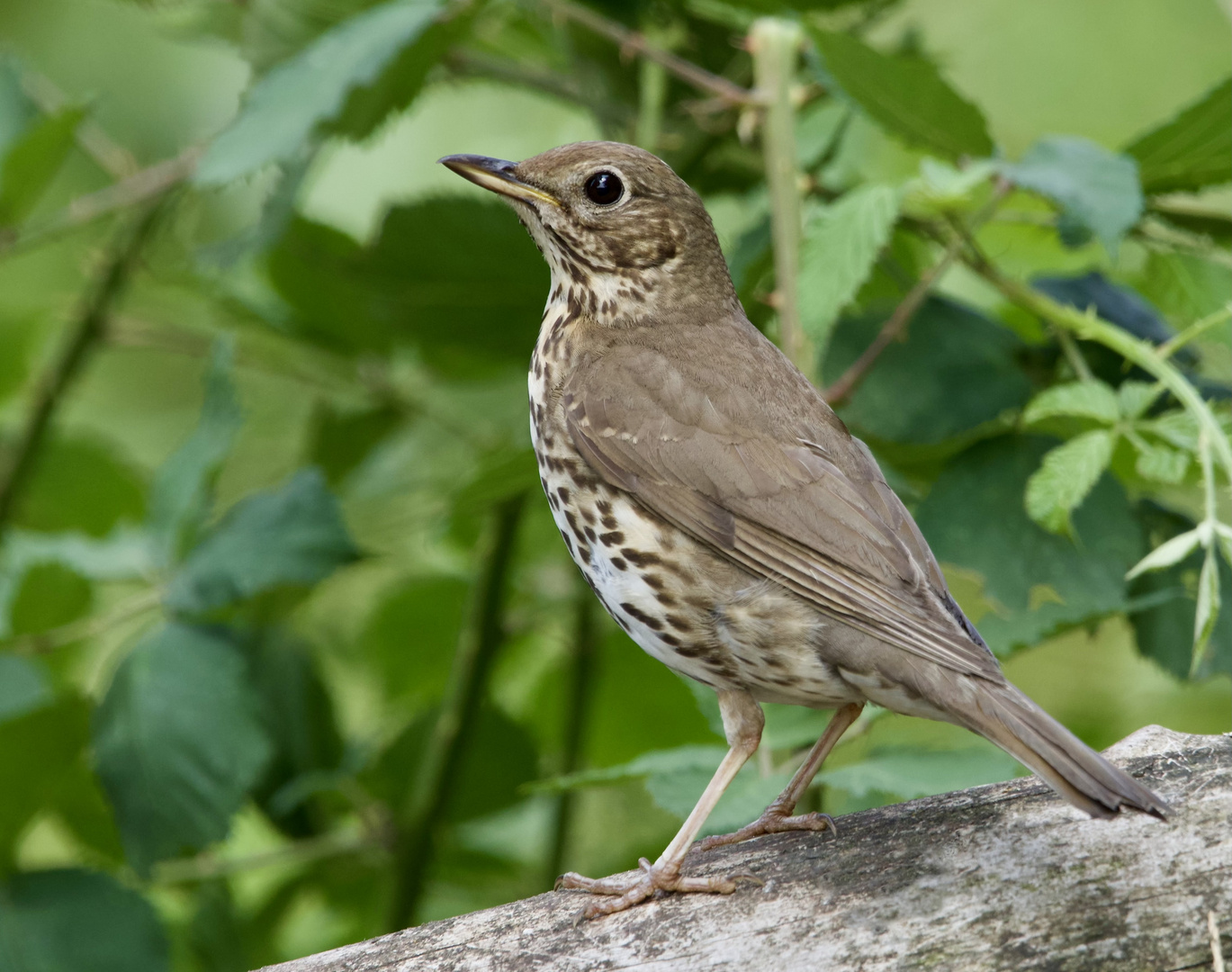 Die größte der heimischen Drosselarten...... Foto & Bild | tiere ...