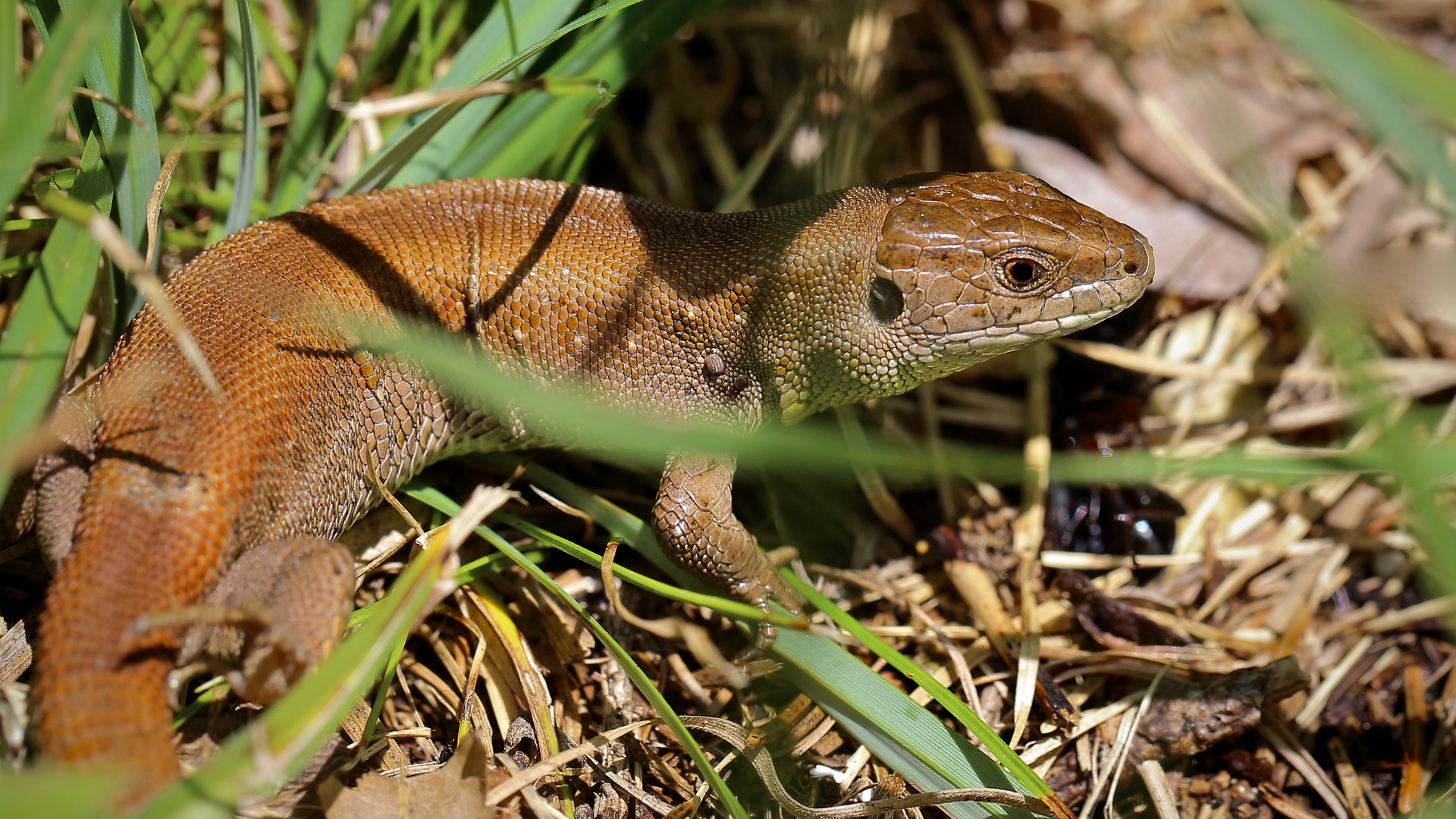 Die große Echse aus den Bergen... Foto & Bild | outdoor, makro, braun ...
