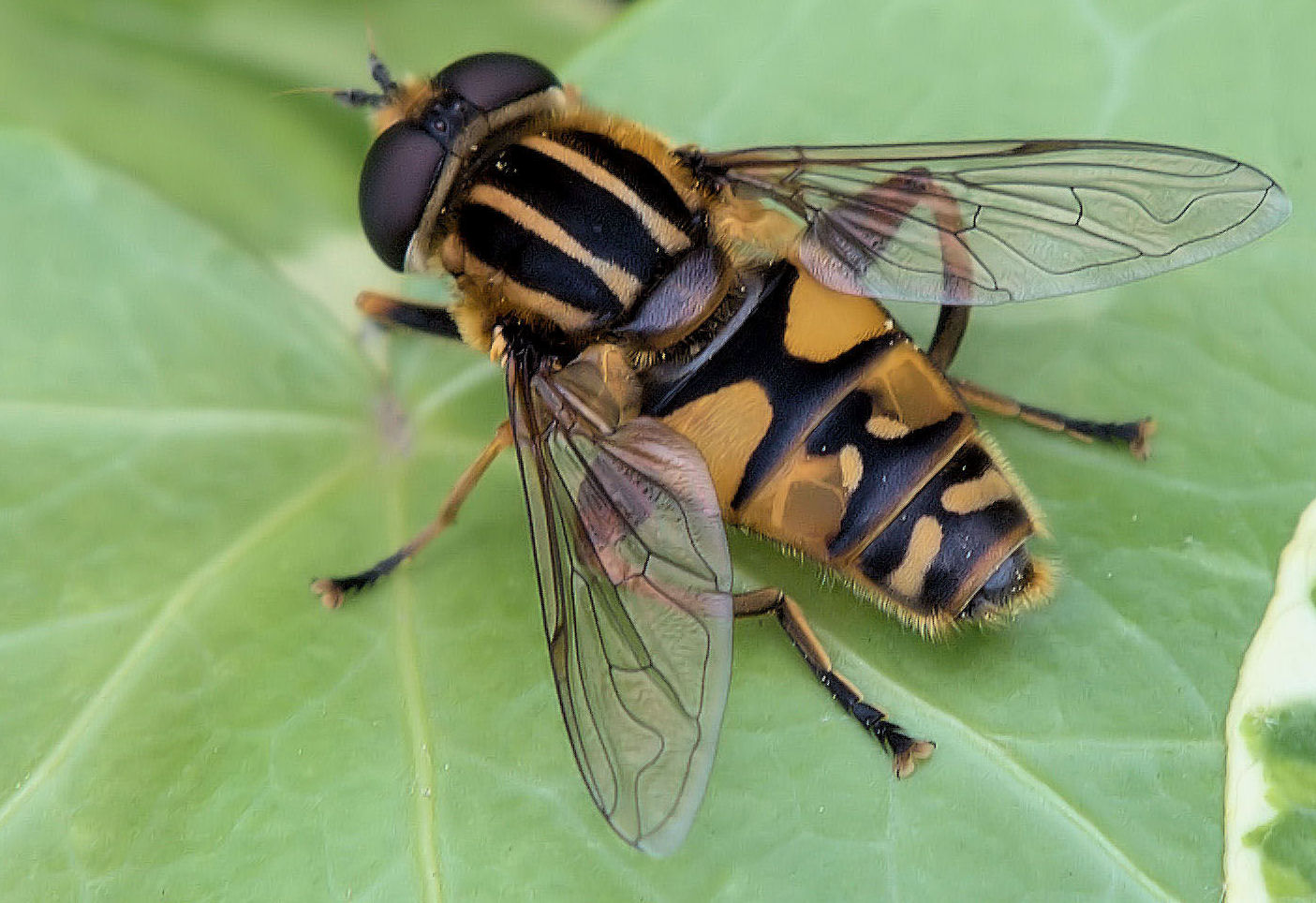 Die große Schwebfliege Foto & Bild | tiere, wildlife, insekten Bilder ...
