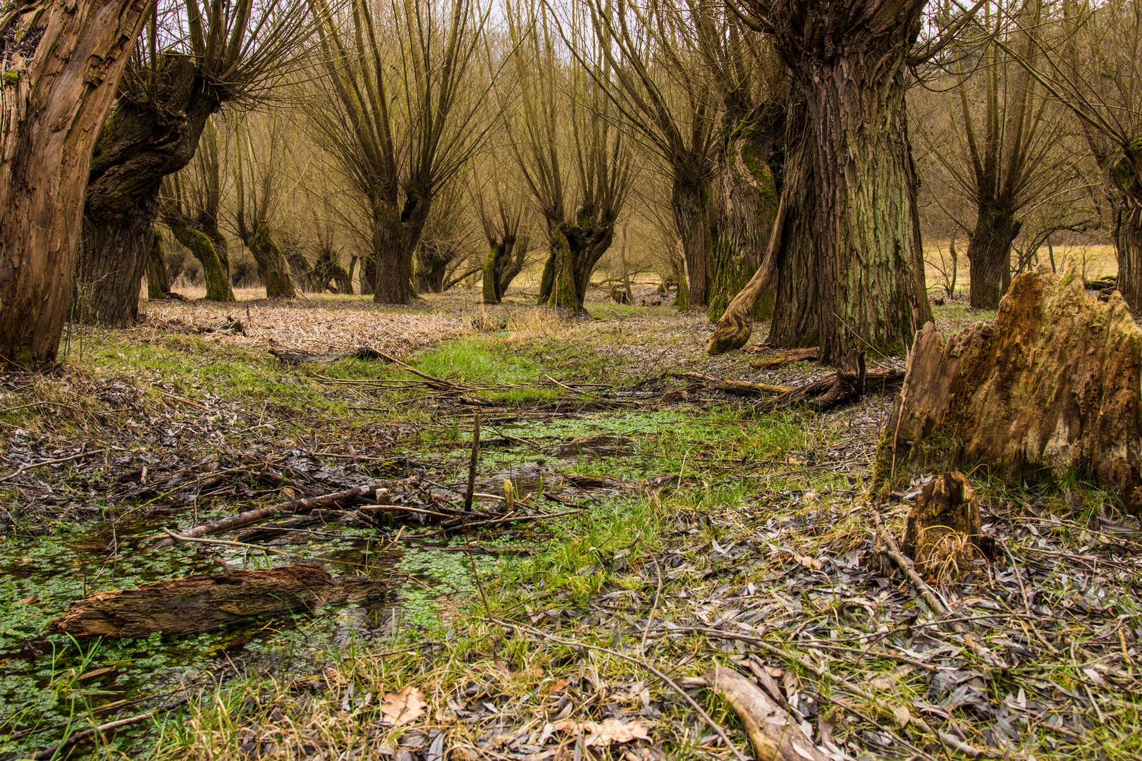 Die grüne Quelle Foto & Bild | landschaft, wald, wasser Bilder auf ...