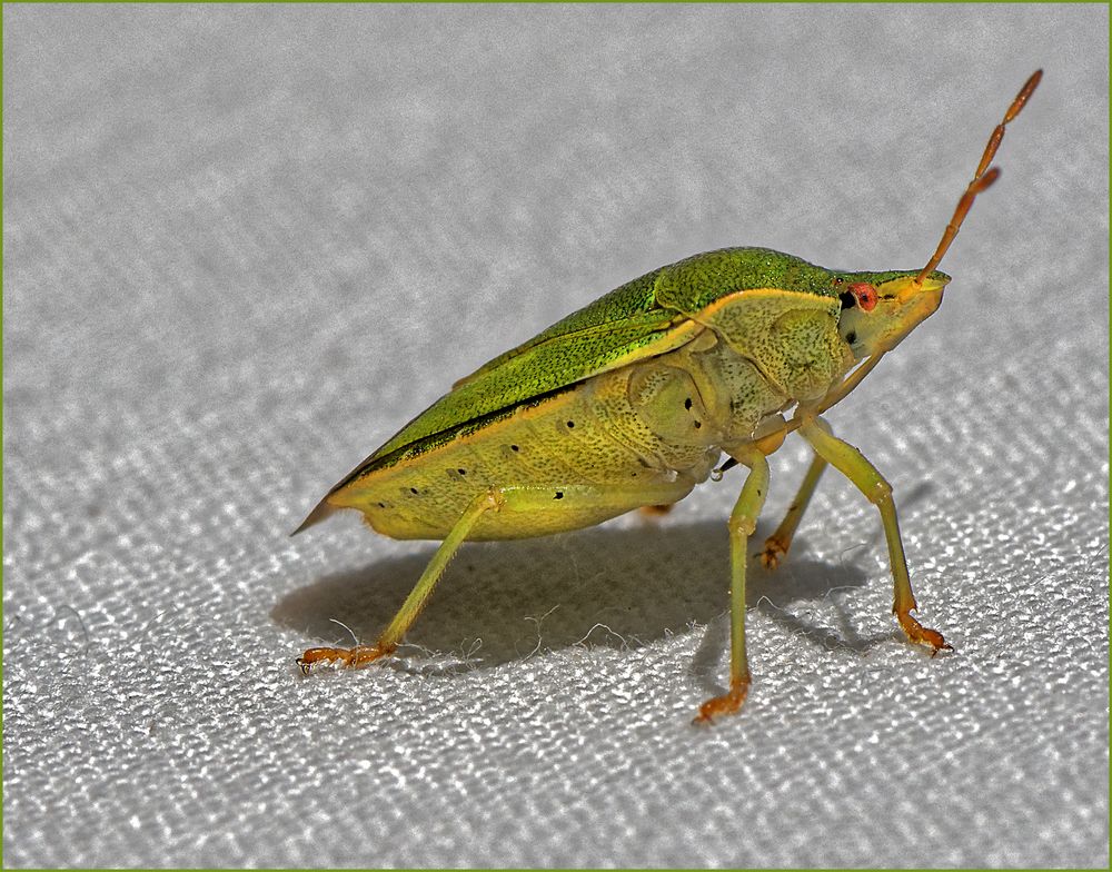 Die grüne Stinkwanze Foto & Bild | spezial, natur, nahaufnahme Bilder ... Die grüne Stinkwanze Foto & Bild | spezial, natur, nahaufnahme Bilder ...