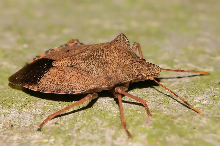 Die Grüne Stinkwanze Foto & Bild | tiere, wildlife, insekten Bilder auf ...