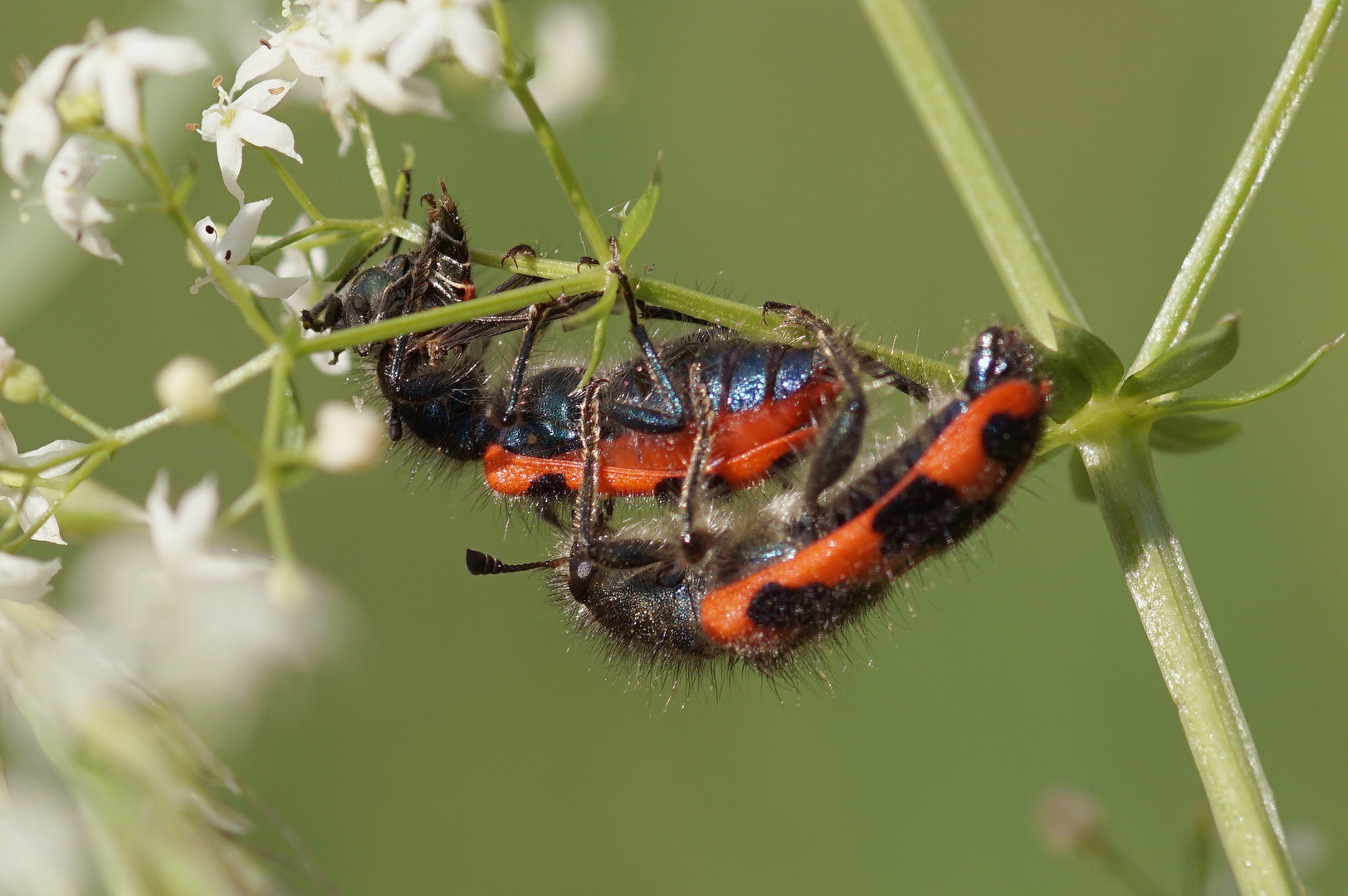 Die Gunst der Stunde (3) Foto & Bild | makro, macro, nahaufnahme Bilder ...
