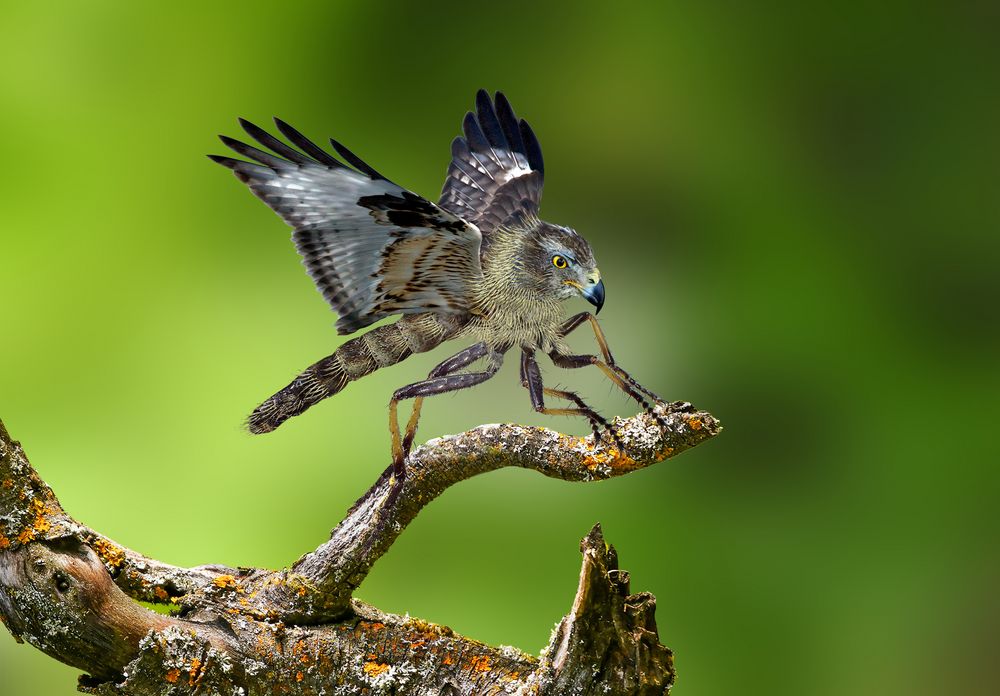 Die Habichtfliege Foto & Bild | tiere, wildlife, insekten Bilder auf ...