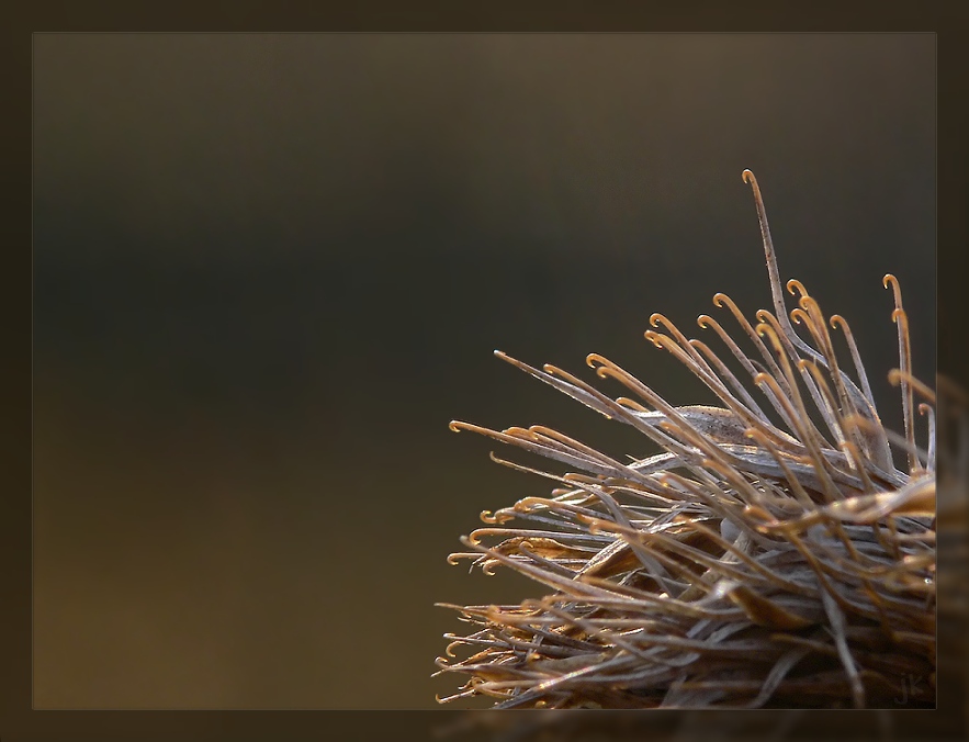 die haken an der klette... Foto & Bild | pflanzen, pilze & flechten ...