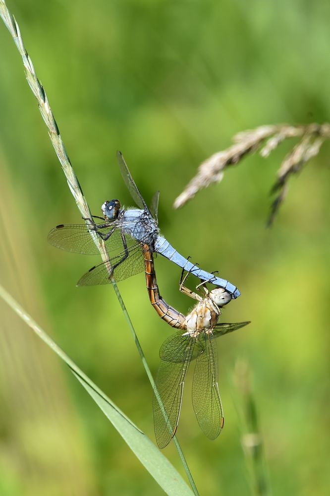 Die Halme sind so praktisch Foto & Bild | natur, tiere, wildlife Bilder ...