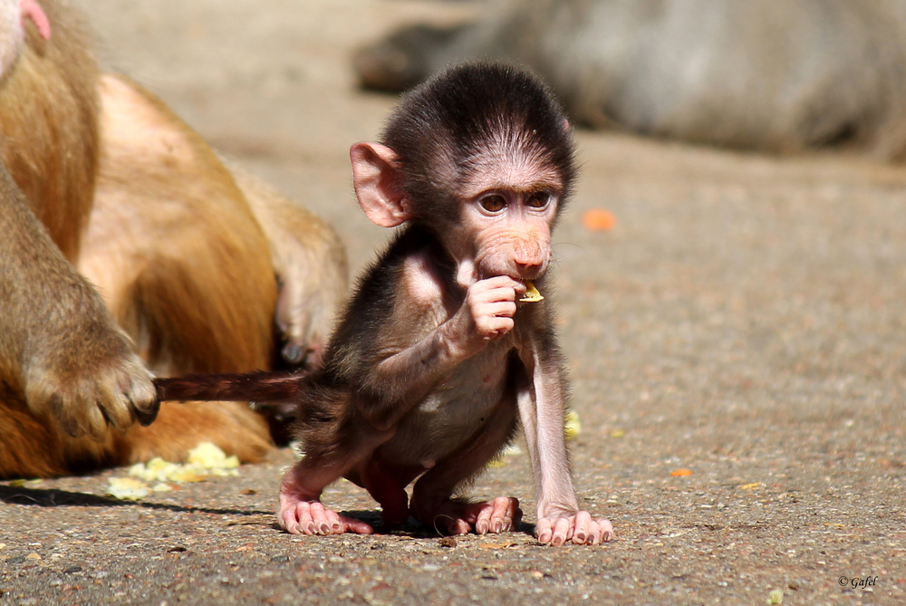 Die Handbremse Foto & Bild | tiere, zoo, wildpark & falknerei ...
