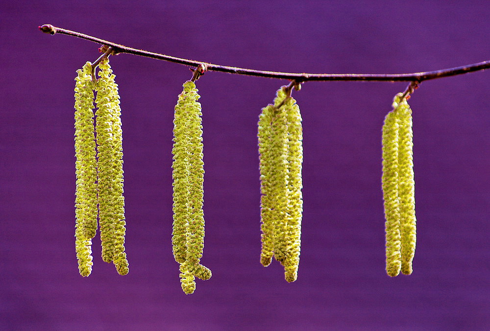 Die Hasel blüht Foto & Bild | pflanzen, pilze & flechten, bäume ...