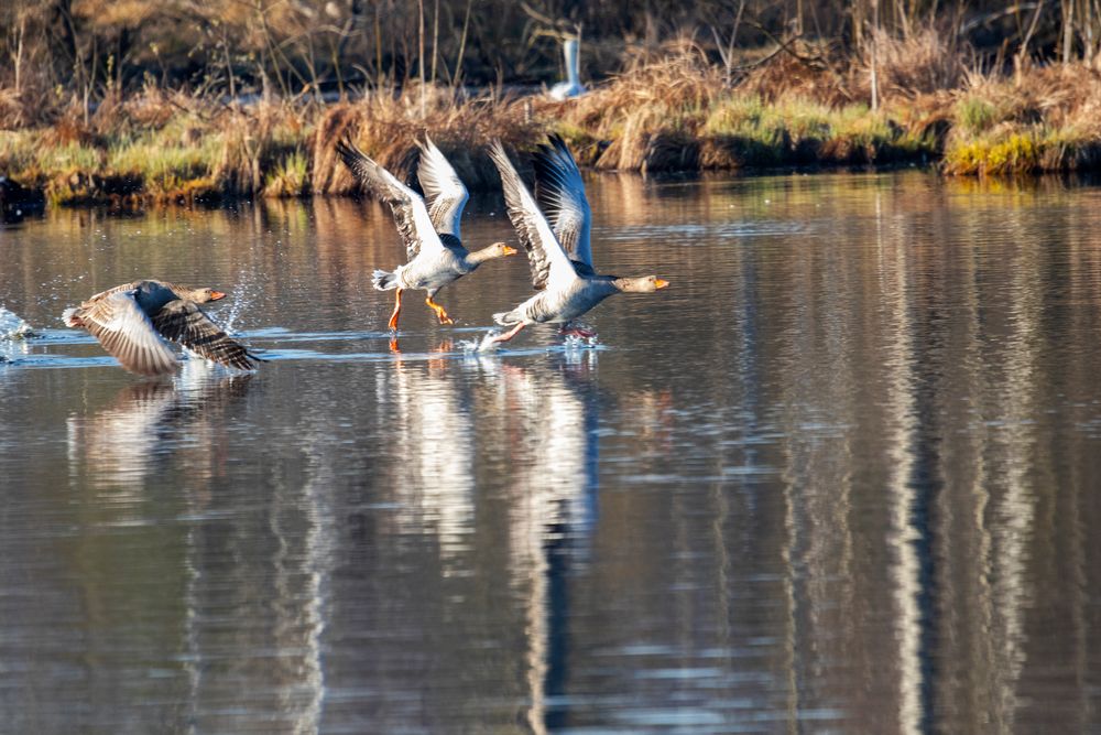 Die hattens eilig. Foto & Bild | natur Bilder auf fotocommunity