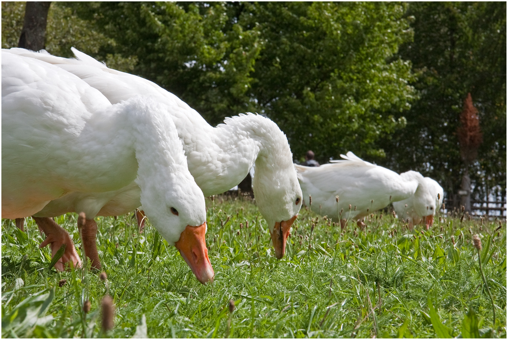 Die Hausgans... Foto & Bild | tiere, haustiere, nutztiere Bilder auf ...
