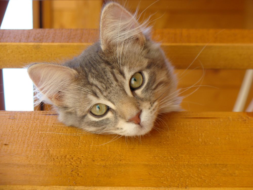 die Hauskatze Foto & Bild | tiere, natur , spezial Bilder auf fotocommunity