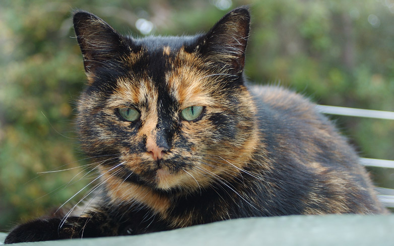 Die Hauskatze Foto & Bild | tiere, haustiere, katzen Bilder auf ...