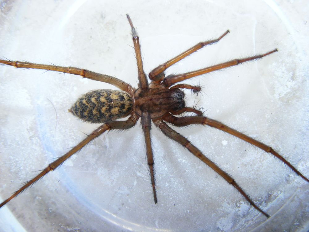 Die Hausspinne Foto & Bild | tiere, natur Bilder auf fotocommunity