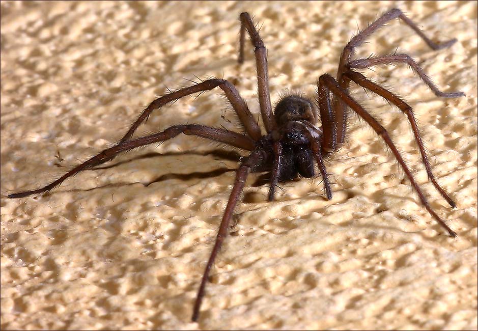 Die Hauswinkelspinne Foto & Bild | tiere, wildlife, spinnen Bilder auf ...