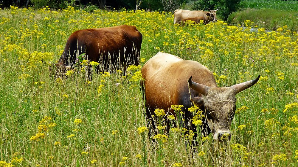 Die Heckrinder . . . Foto & Bild | tiere, wildlife, natur Bilder auf ...