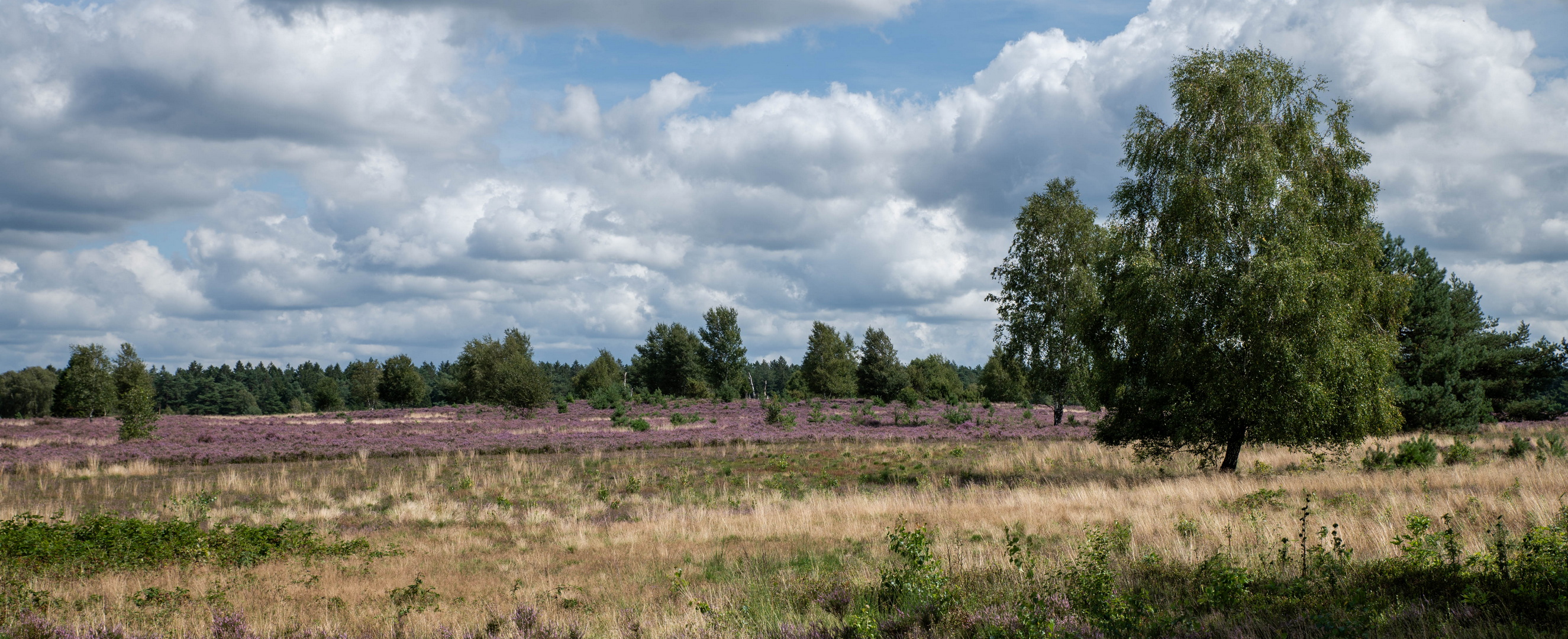 die Heide blüht #01 Foto & Bild | world, dokumentation, bäume Bilder ...