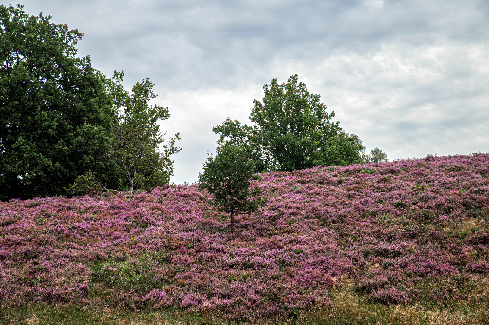 die Heide blüht #03 Foto & Bild | deutschland, europe, niedersachsen ...