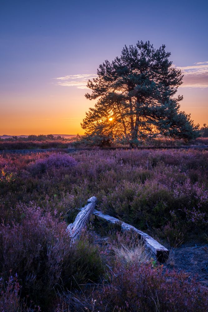 Die Heide blüht Foto & Bild | landschaft, heide, sonnenaufgang Bilder ...