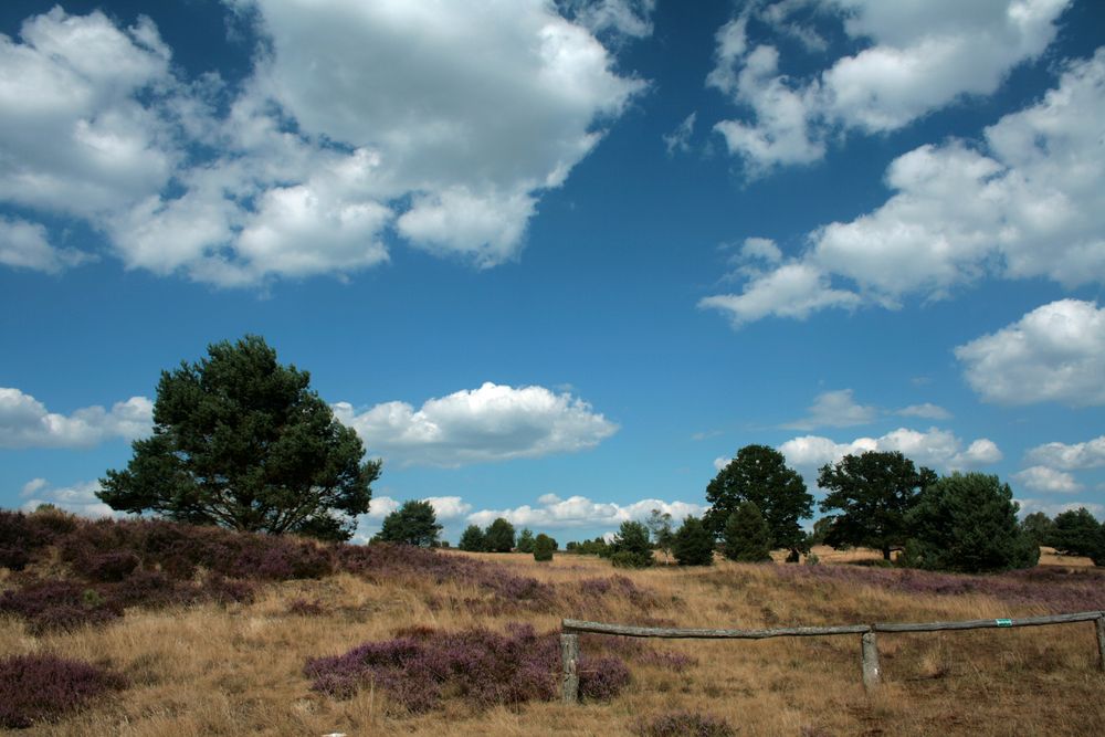 Die Heide blüht... Foto & Bild | landschaft, Äcker, felder & wiesen ...
