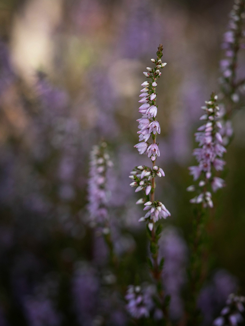 Die Heide blüht Foto & Bild | natur, pflanzen, heide Bilder auf ...