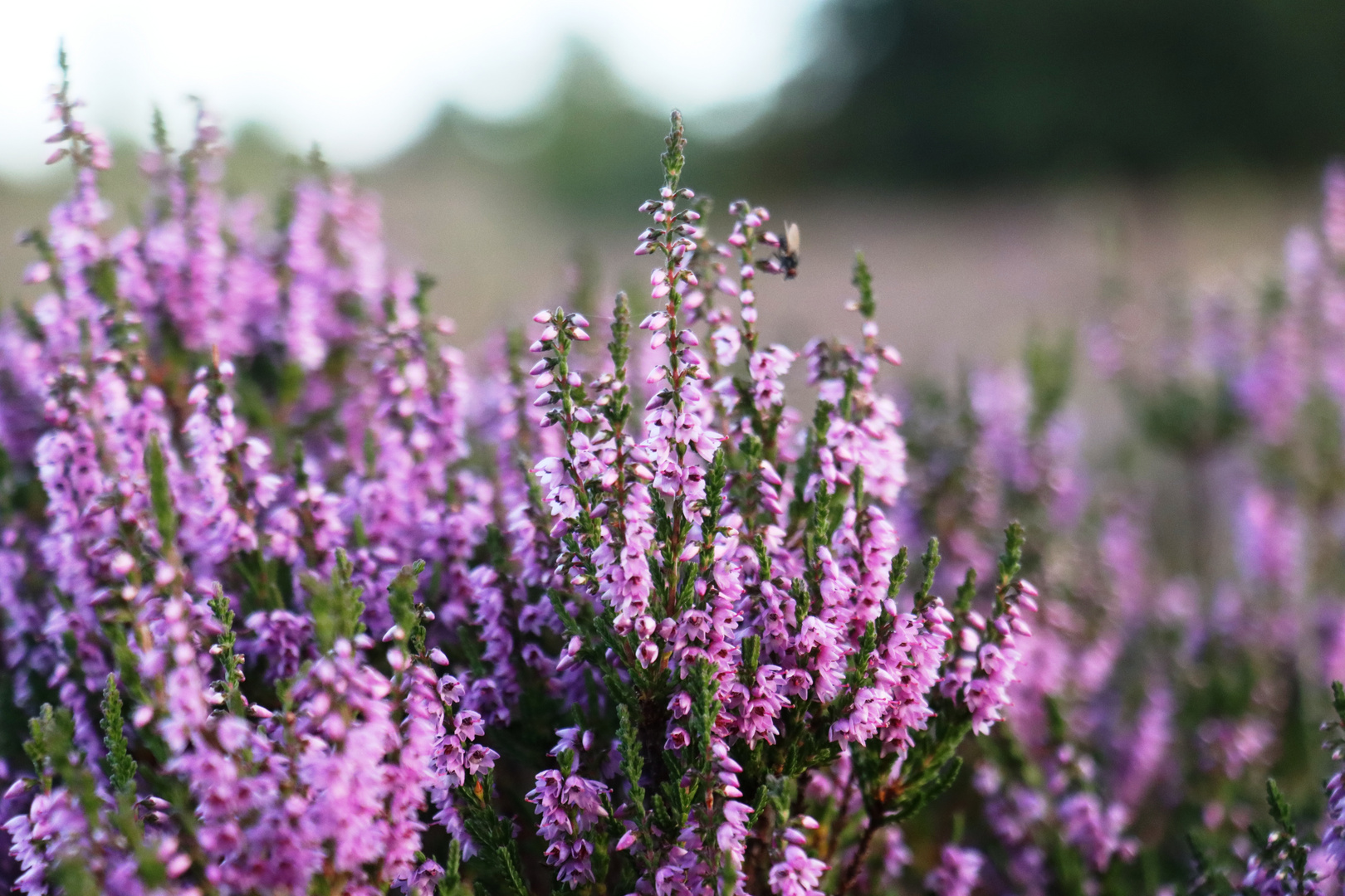 Die Heide blüht Foto & Bild | deutschland, europe, nordrhein- westfalen ...