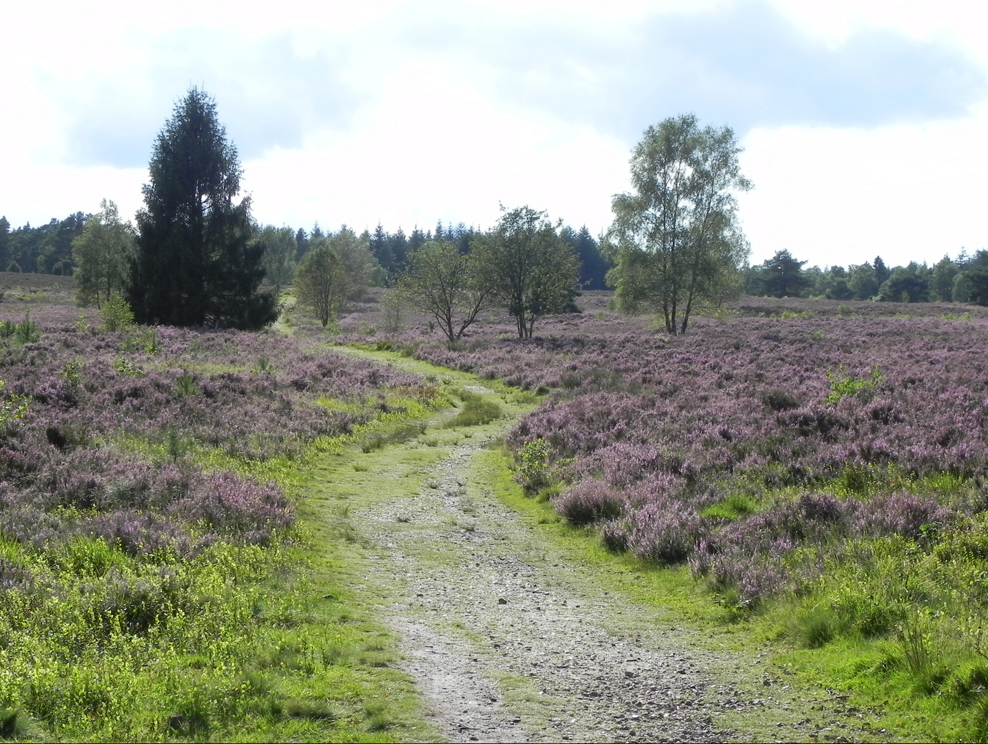 Die Heide blüht. Foto & Bild | landschaft, heide, natur Bilder auf ...