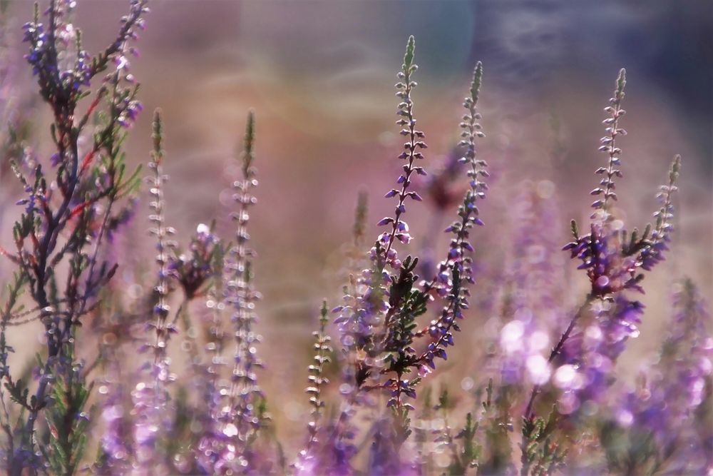 die Heide blüht Foto & Bild | deutschland, europe, nordrhein- westfalen ...