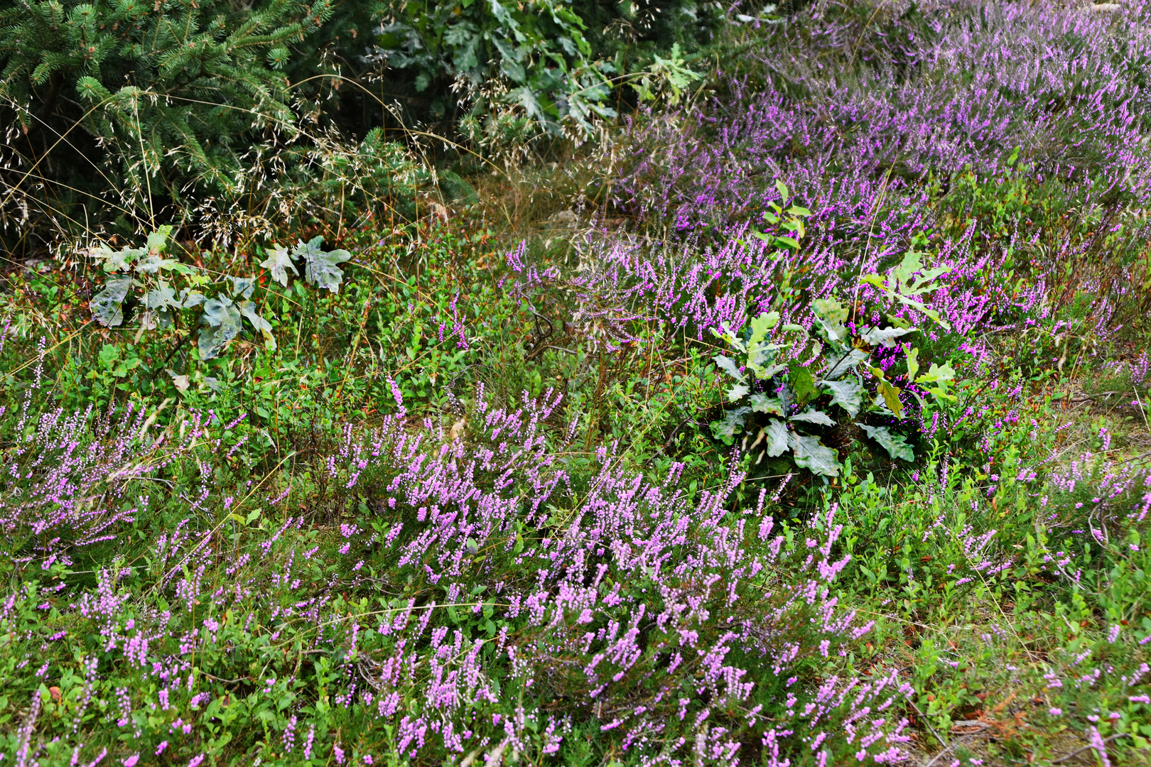 Die Heide blüht Foto & Bild | world, spezial, natur Bilder auf ...