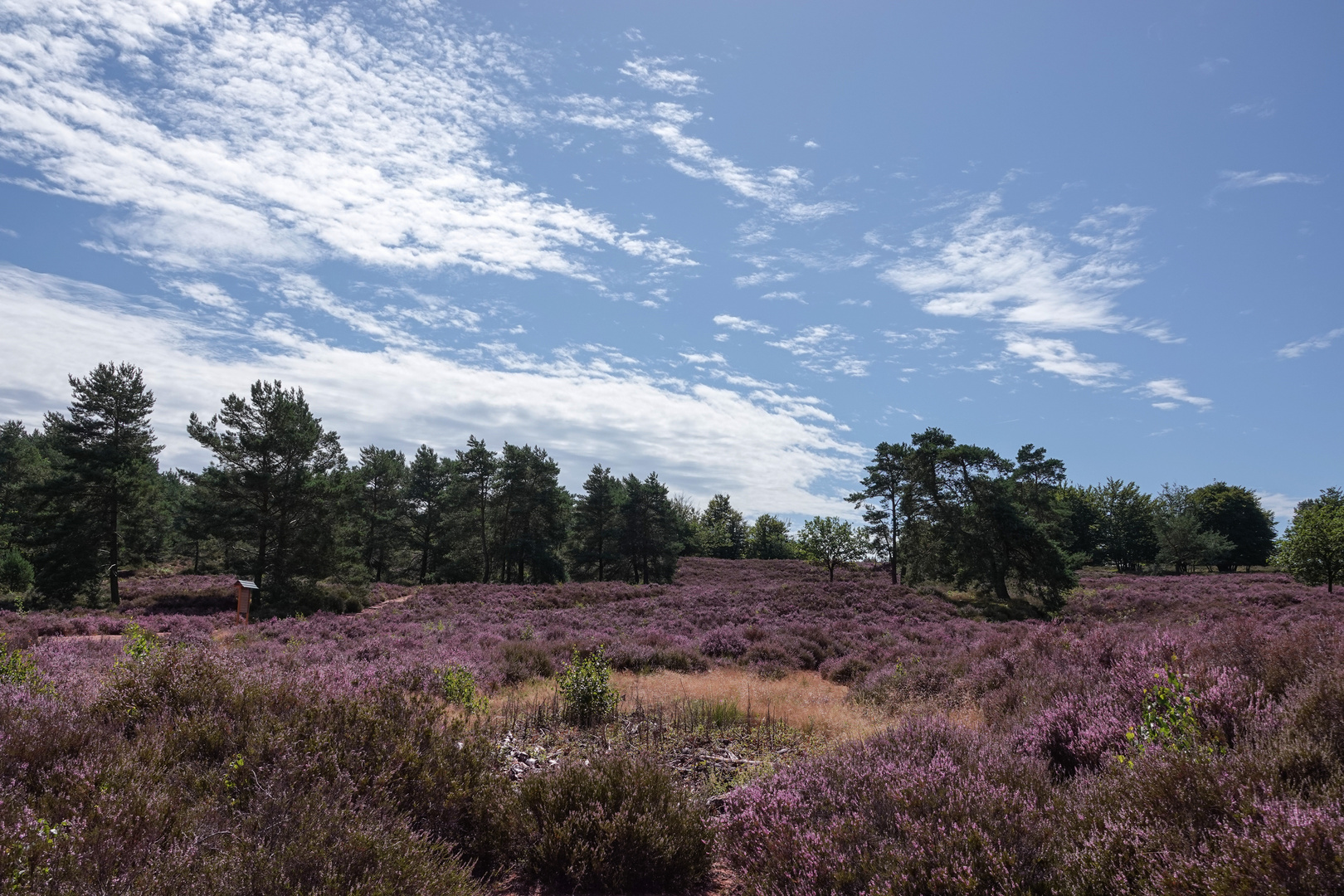 Die Heide blüht Foto & Bild | landschaft, heide, reisen Bilder auf ...