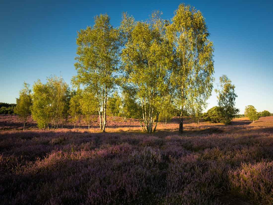 Die Heide blüht Foto & Bild | blau, grün, natur Bilder auf fotocommunity