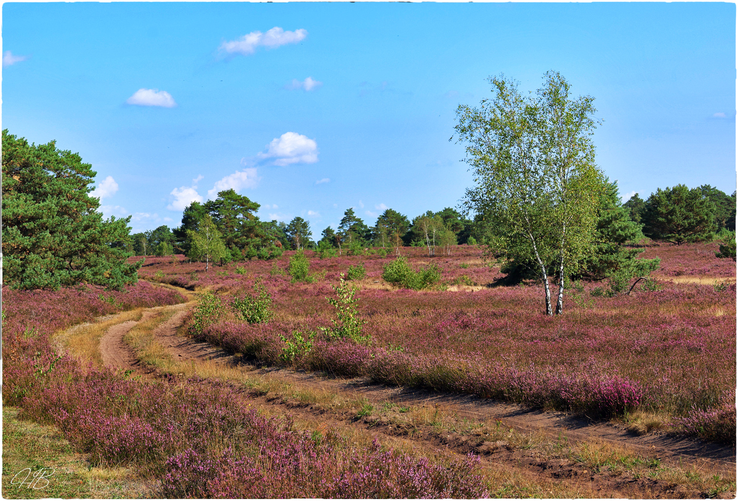 Die Heide blüht ! Foto & Bild | deutschland, europe, niedersachsen ...