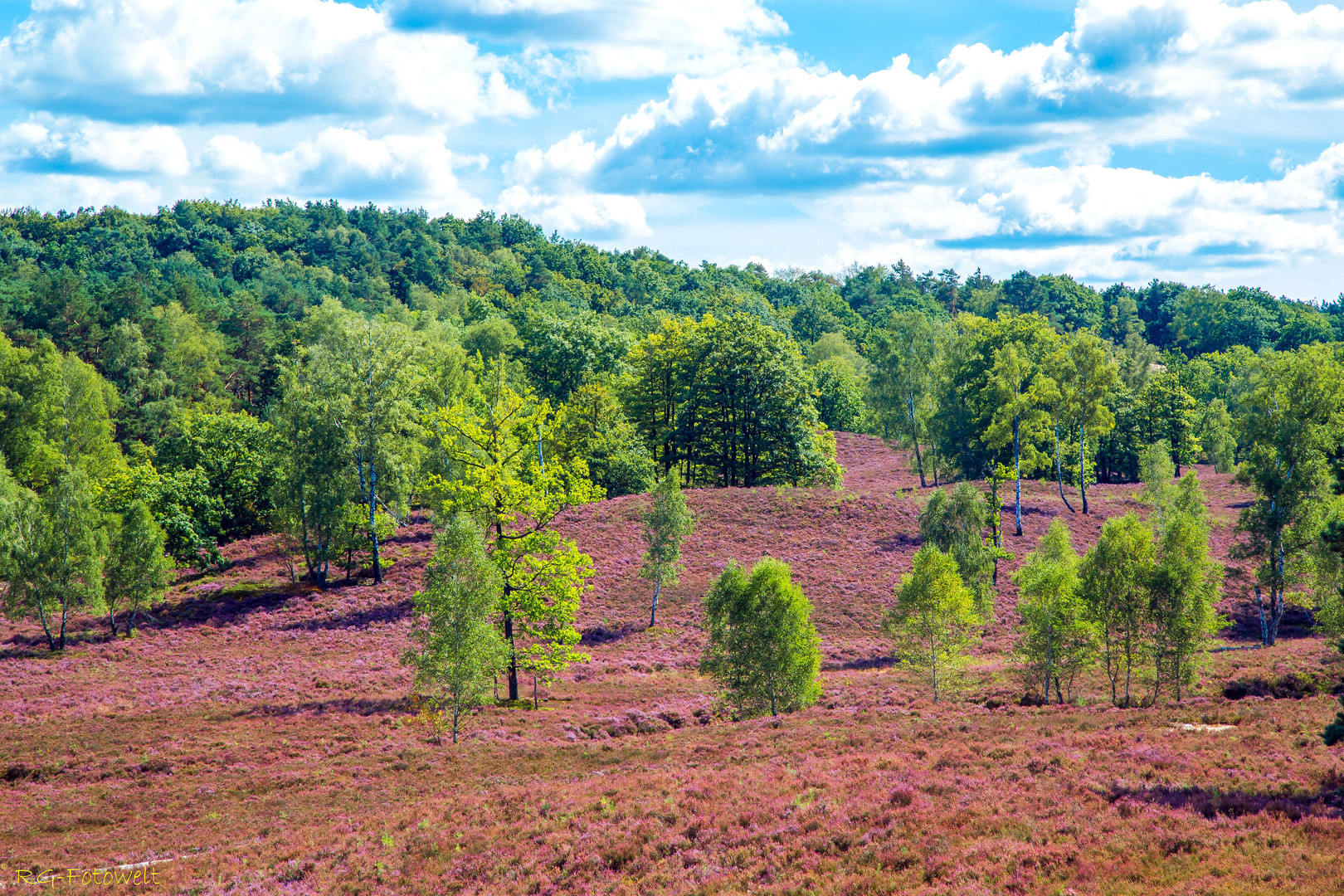 Die Heide blüht Foto & Bild | landschaft, heide, natur Bilder auf ...