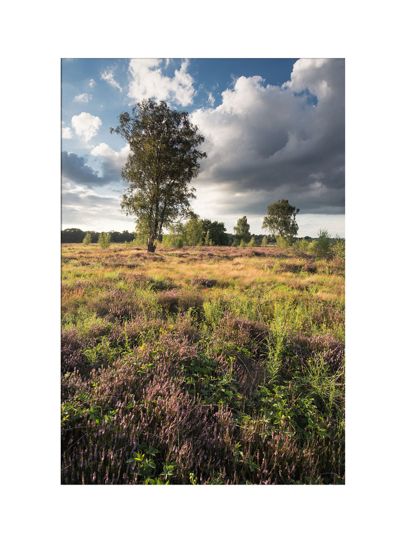 Die Heide blüht, in De Hamert. Foto & Bild | nikon, bäume, baum Bilder ...
